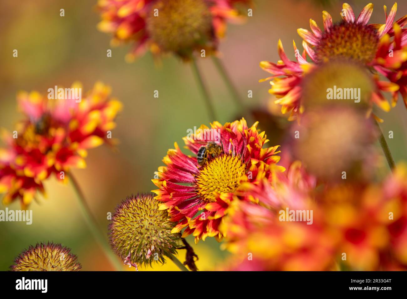 Generic vegetation with green leaves and colourful flowers in the ...
