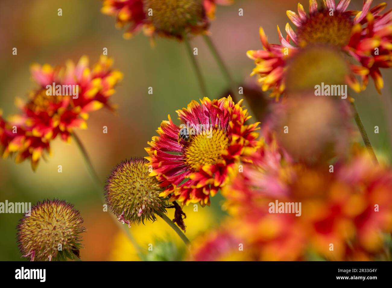 Generic vegetation with green leaves and colourful flowers in the ...