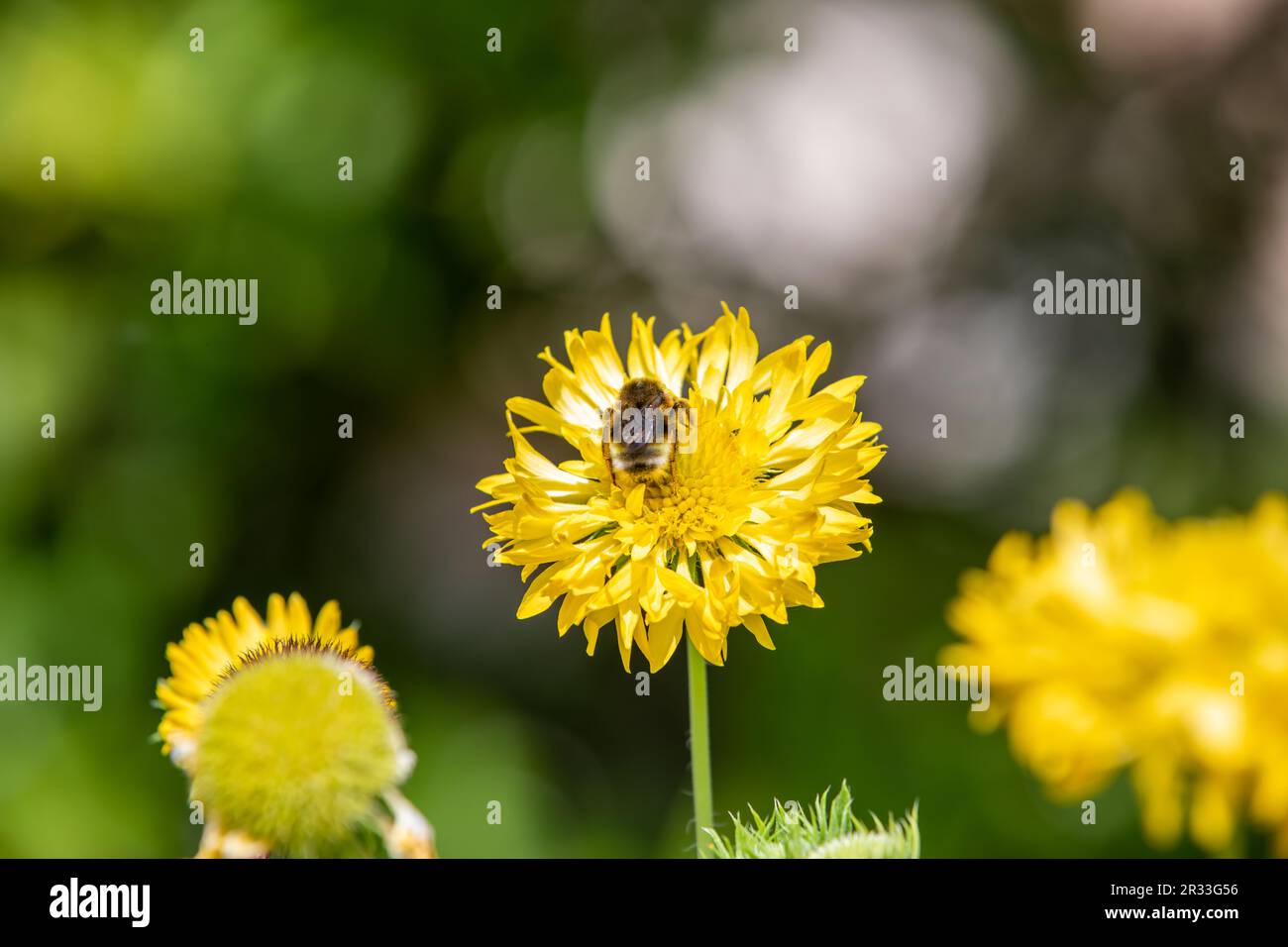 Generic vegetation with green leaves and colourful flowers in the ...