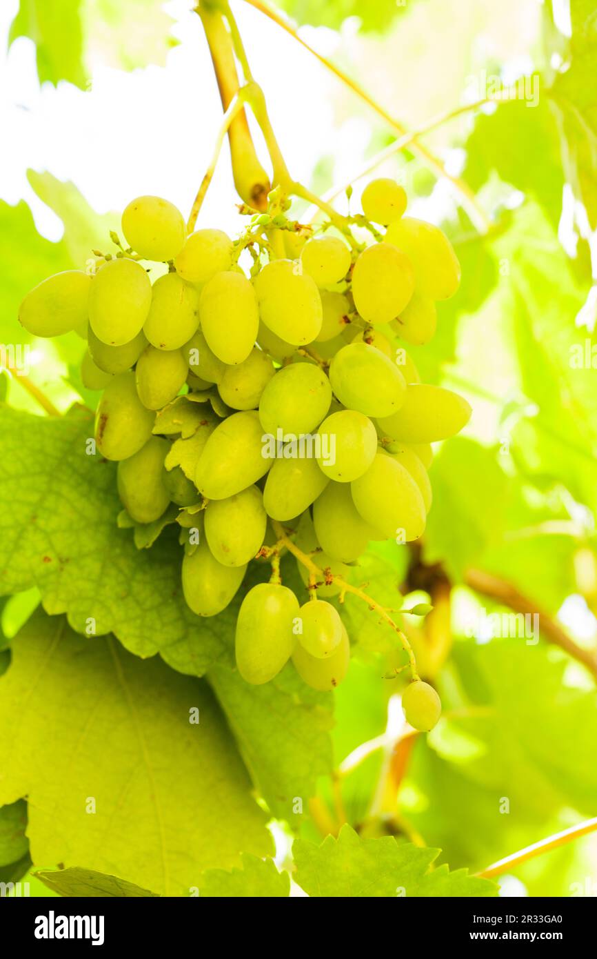 Harvesting grapevine hi-res stock photography and images - Alamy