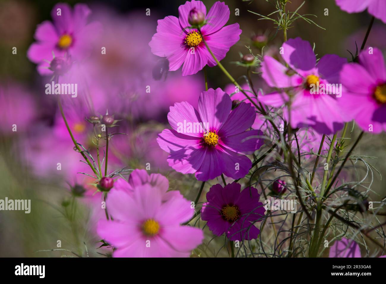 Generic vegetation with green leaves and colourful flowers in the ...