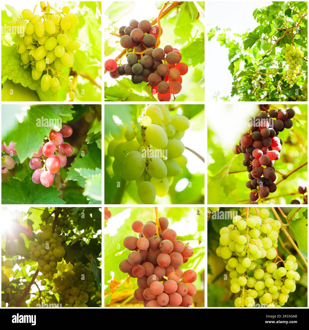 Close up grapevine leaves Cut Out Stock Images & Pictures - Alamy