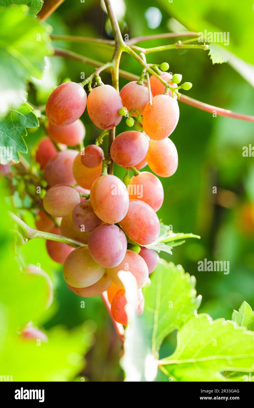 Harvesting grapevine hi-res stock photography and images - Alamy