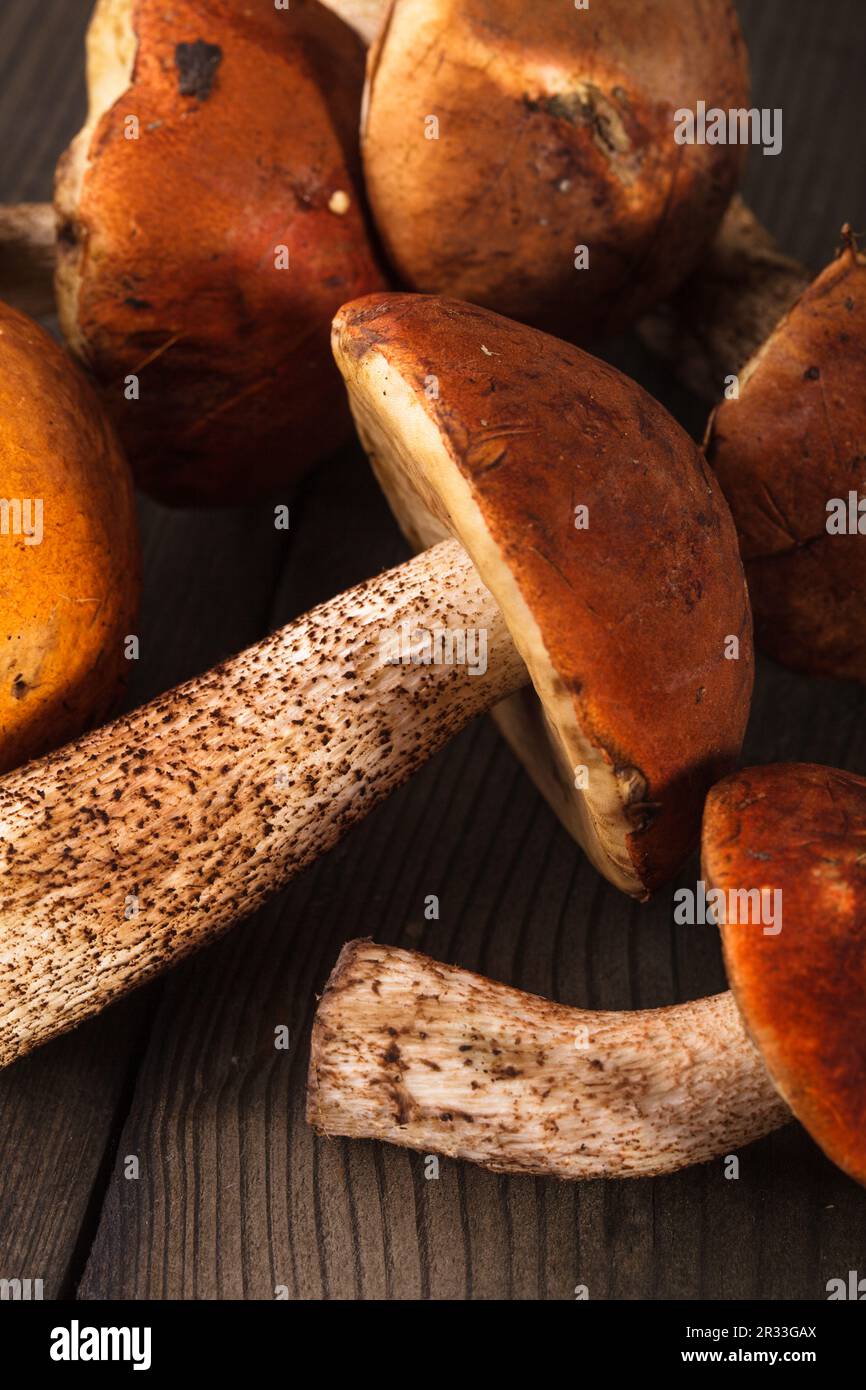 Boletus environment hi-res stock photography and images - Alamy