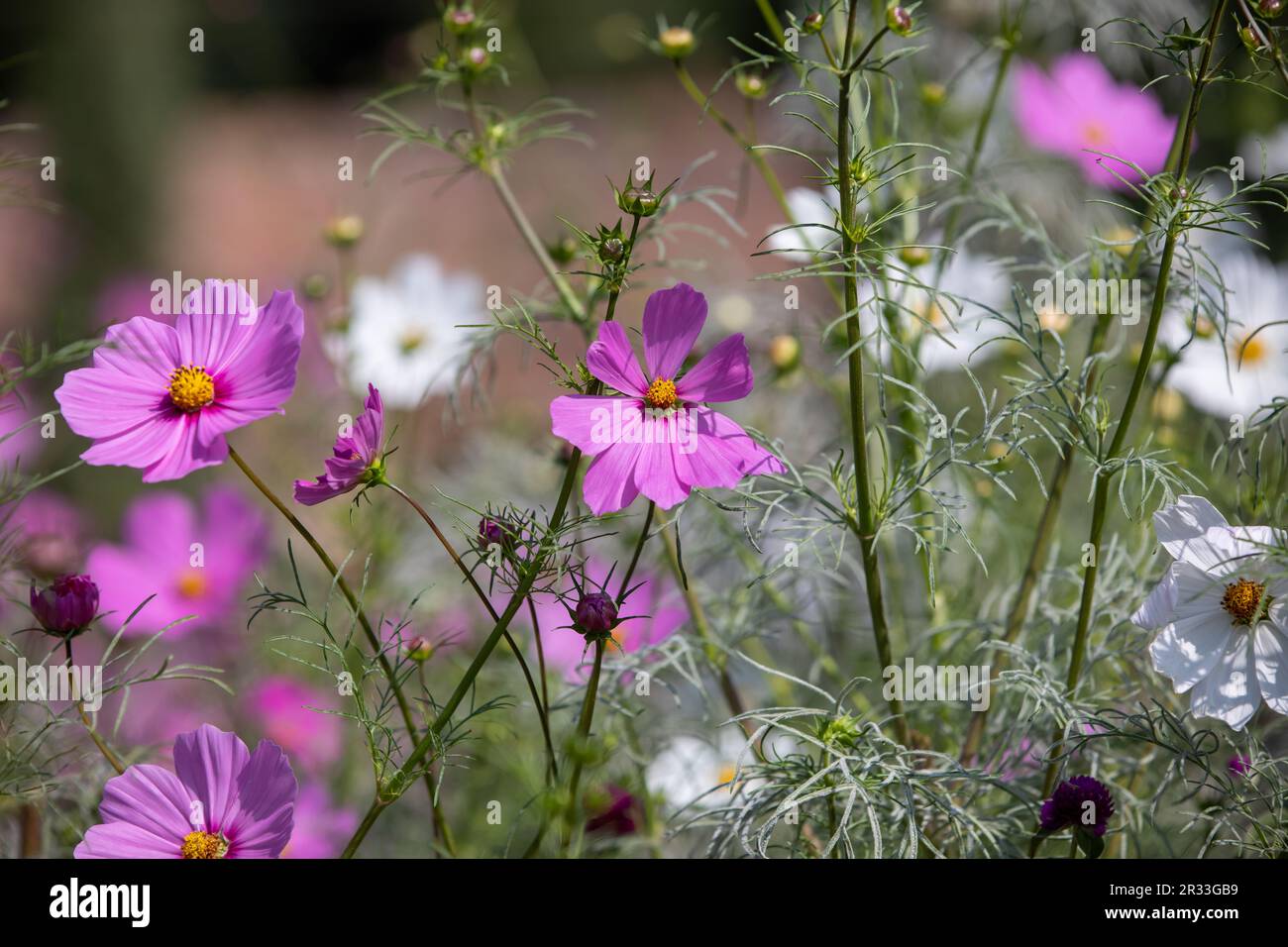 Generic vegetation with green leaves and colourful flowers in the ...