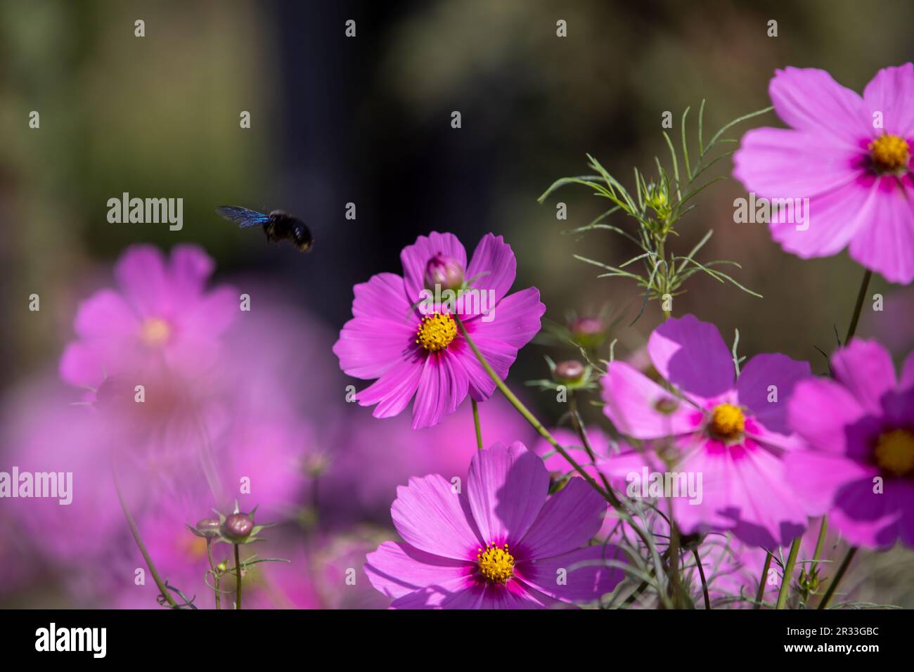 Generic vegetation with green leaves and colourful flowers in the ...