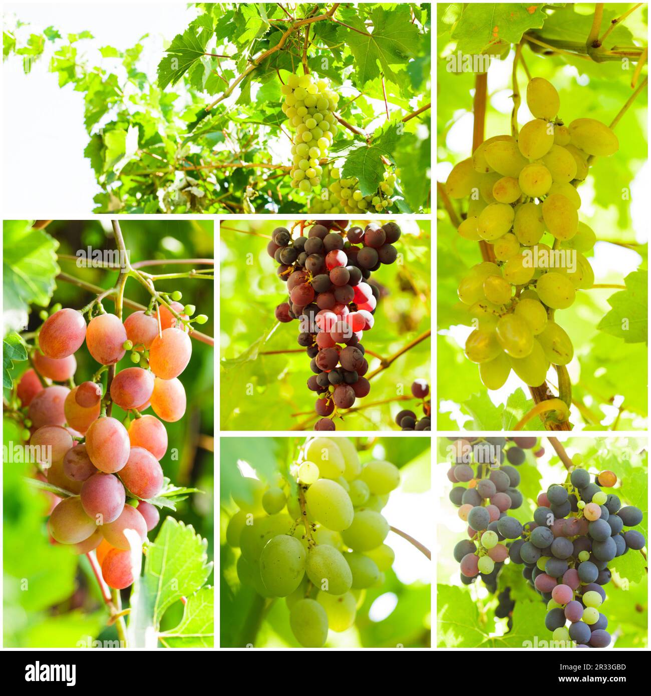 Grapevine outdoor Cut Out Stock Images & Pictures - Alamy