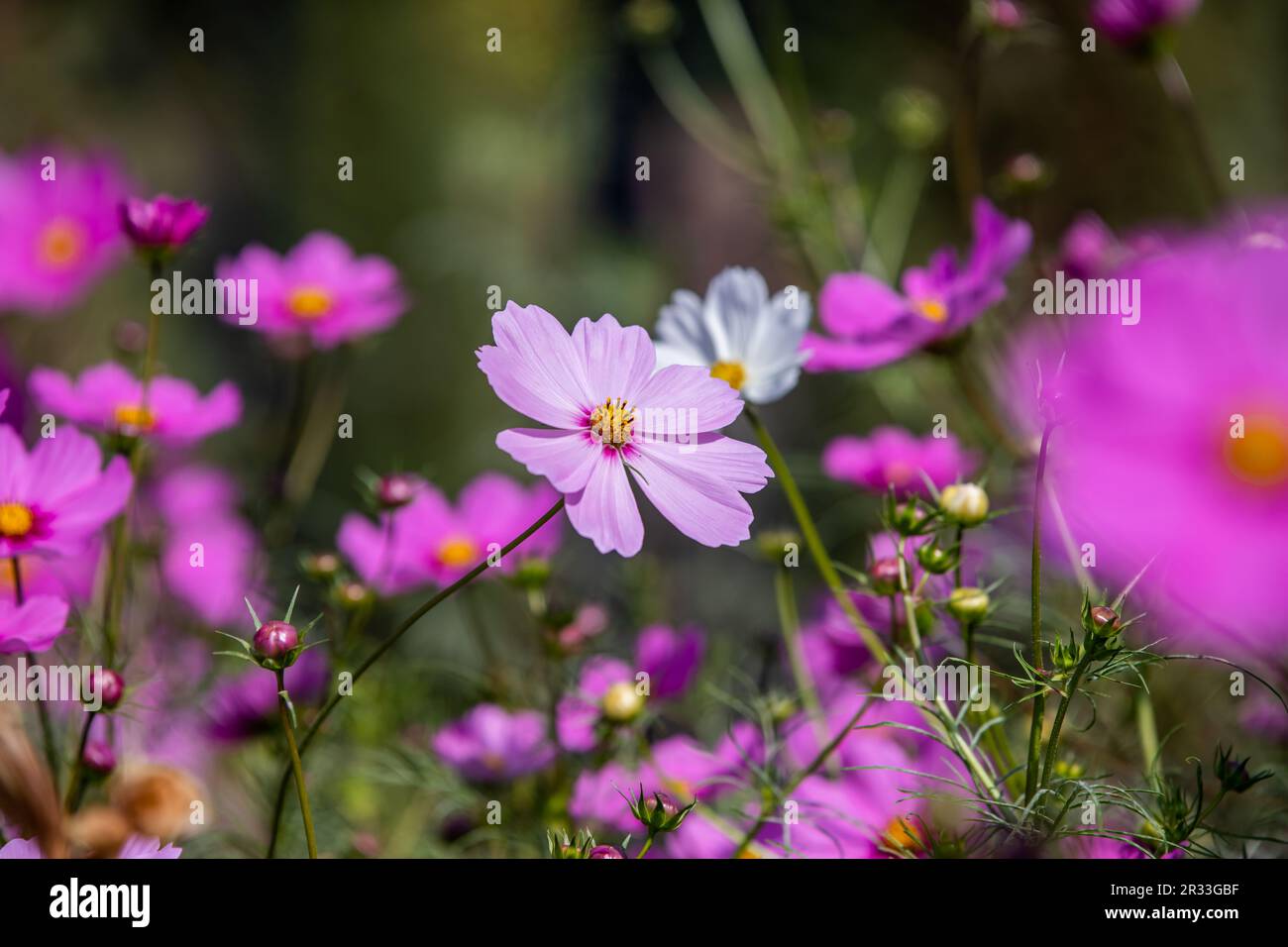 Generic vegetation with green leaves and colourful flowers in the ...