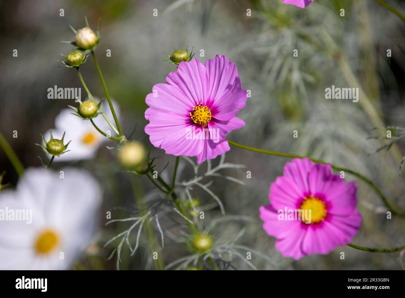 Generic vegetation with green leaves and colourful flowers in the ...