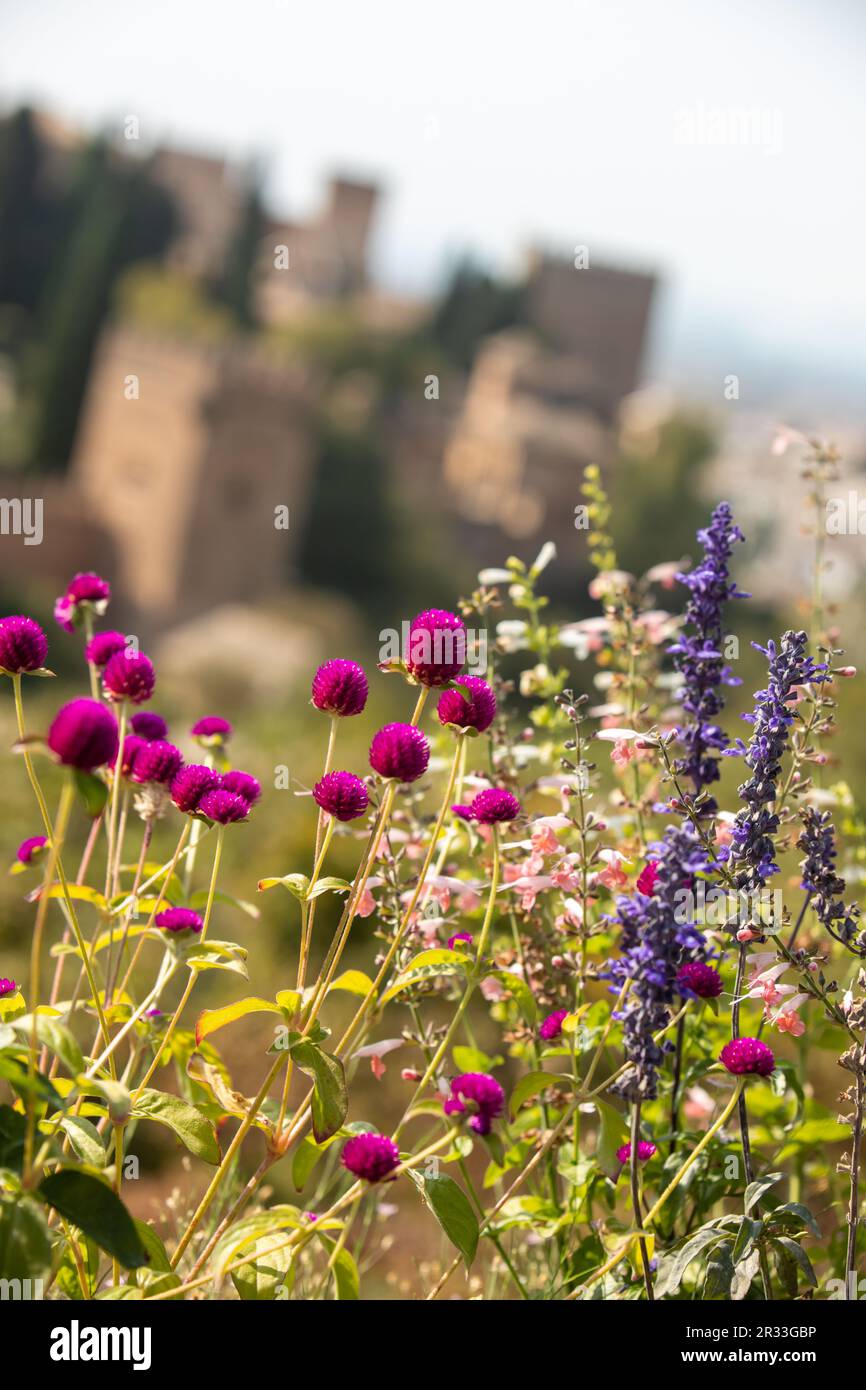 Generic vegetation with green leaves and colourful flowers in the ...