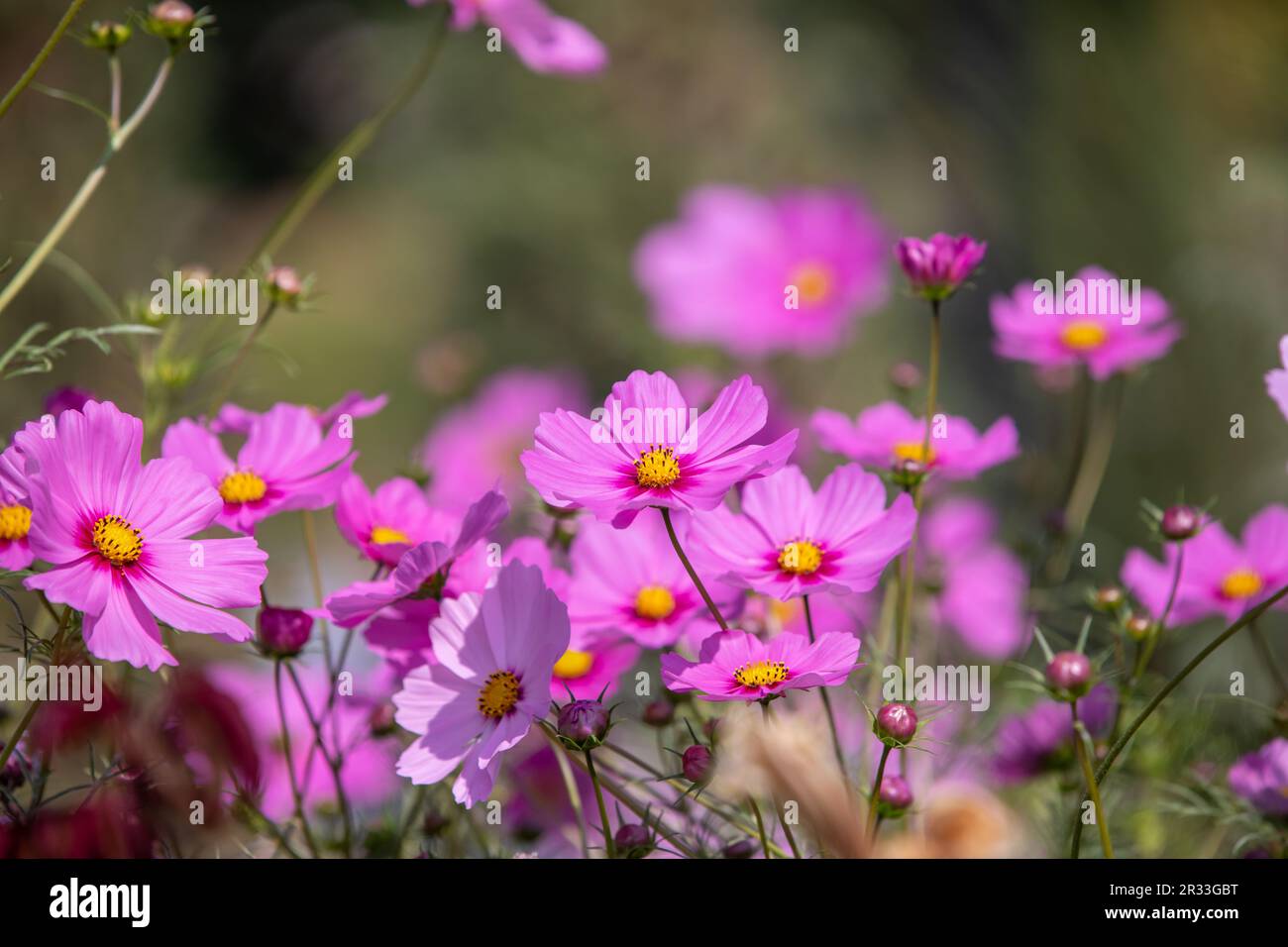 Generic vegetation with green leaves and colourful flowers in the ...