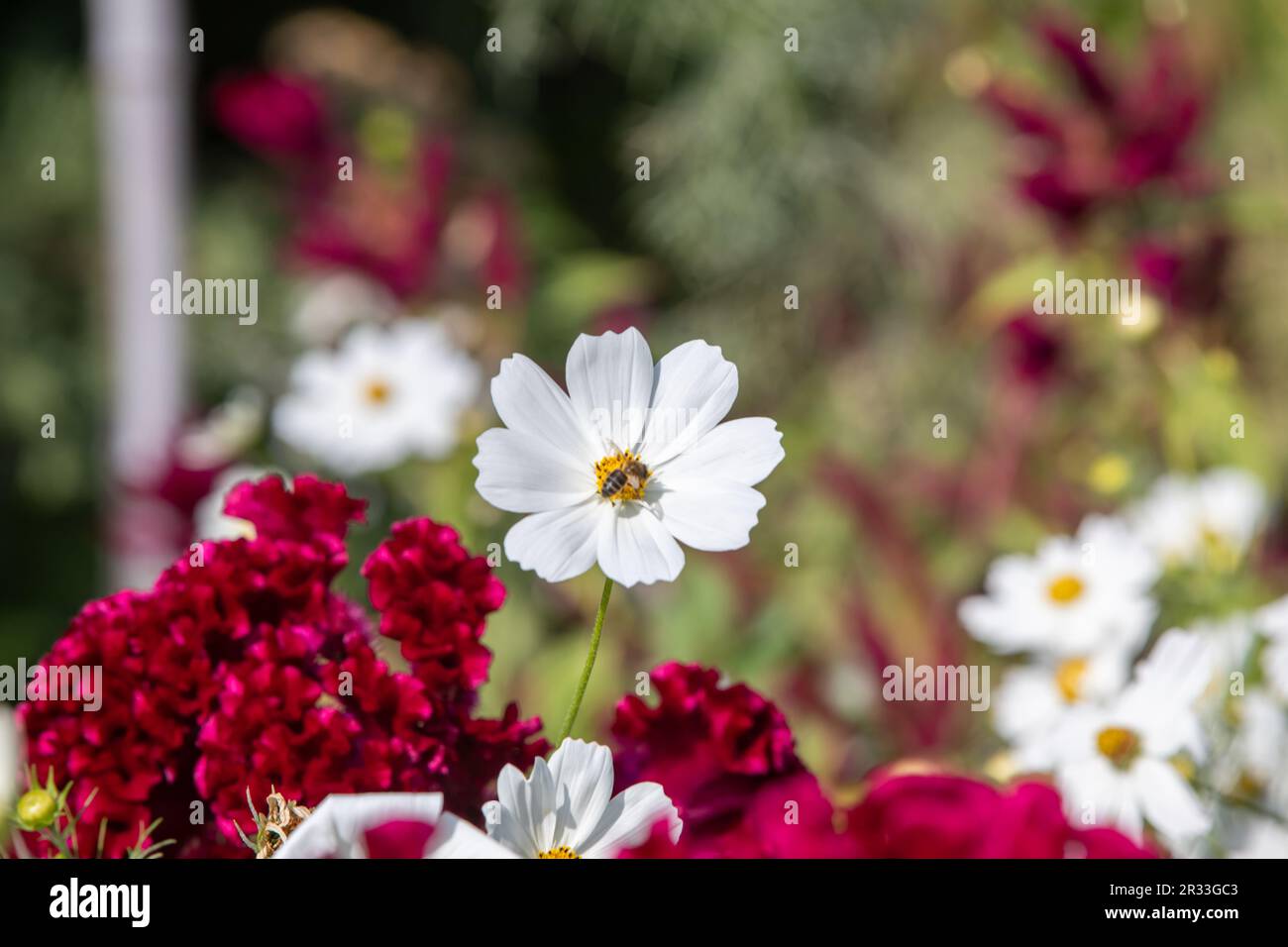 Generic vegetation with green leaves and colourful flowers in the ...