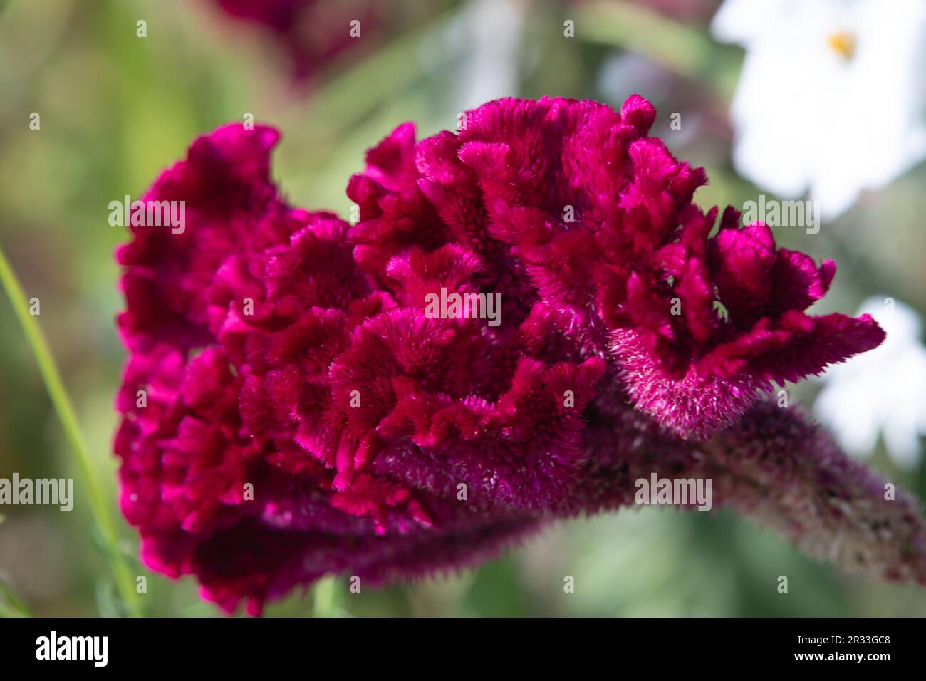 Generic vegetation with green leaves and colourful flowers in the ...
