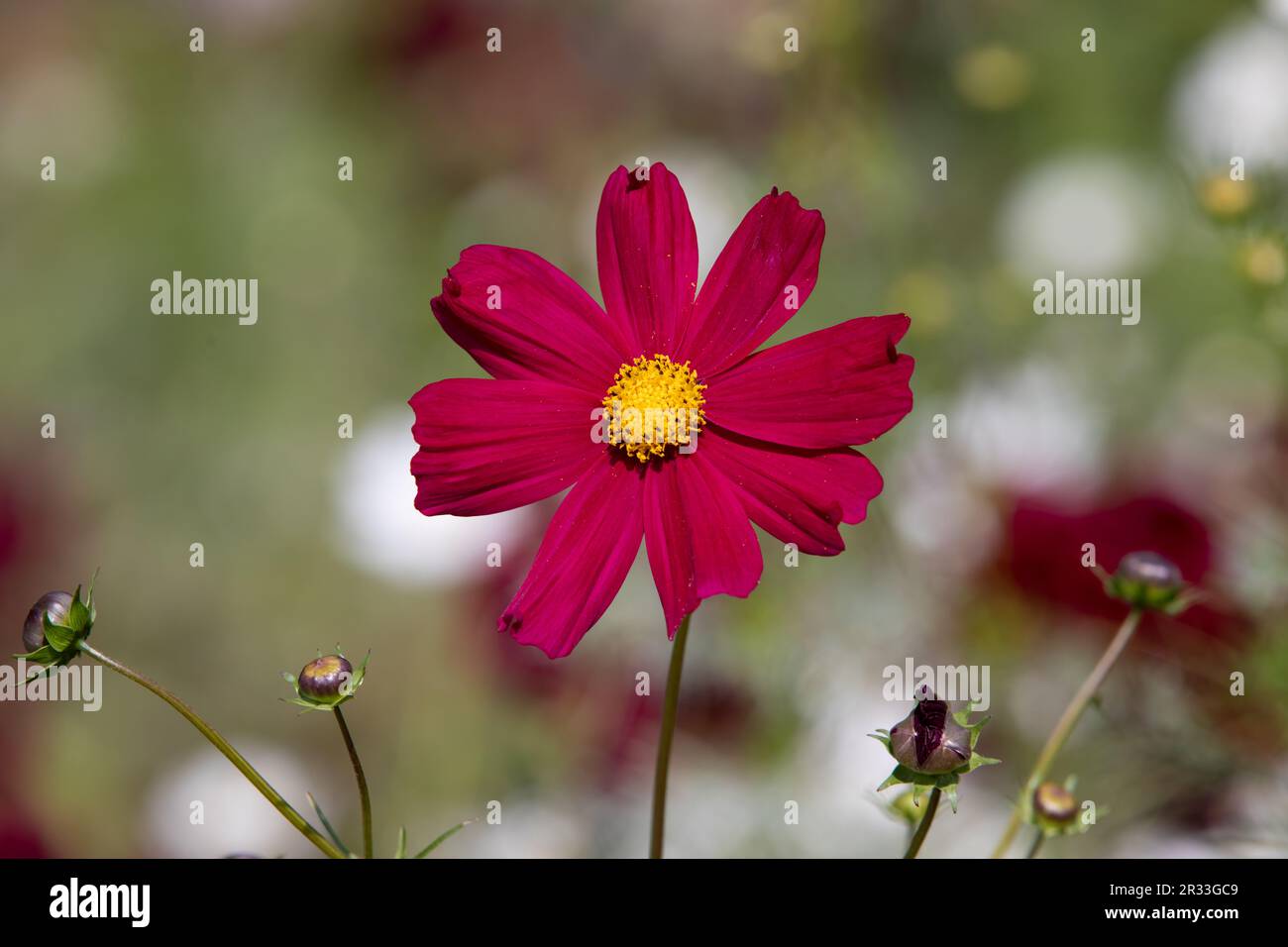 Generic vegetation with green leaves and colourful flowers in the ...