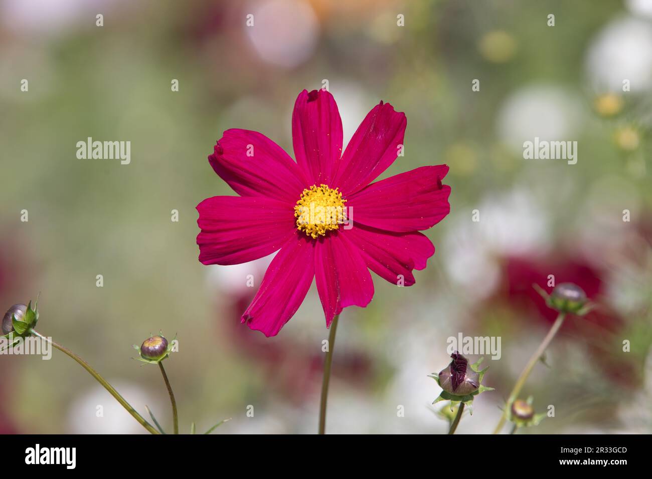 Generic vegetation with green leaves and colourful flowers in the ...