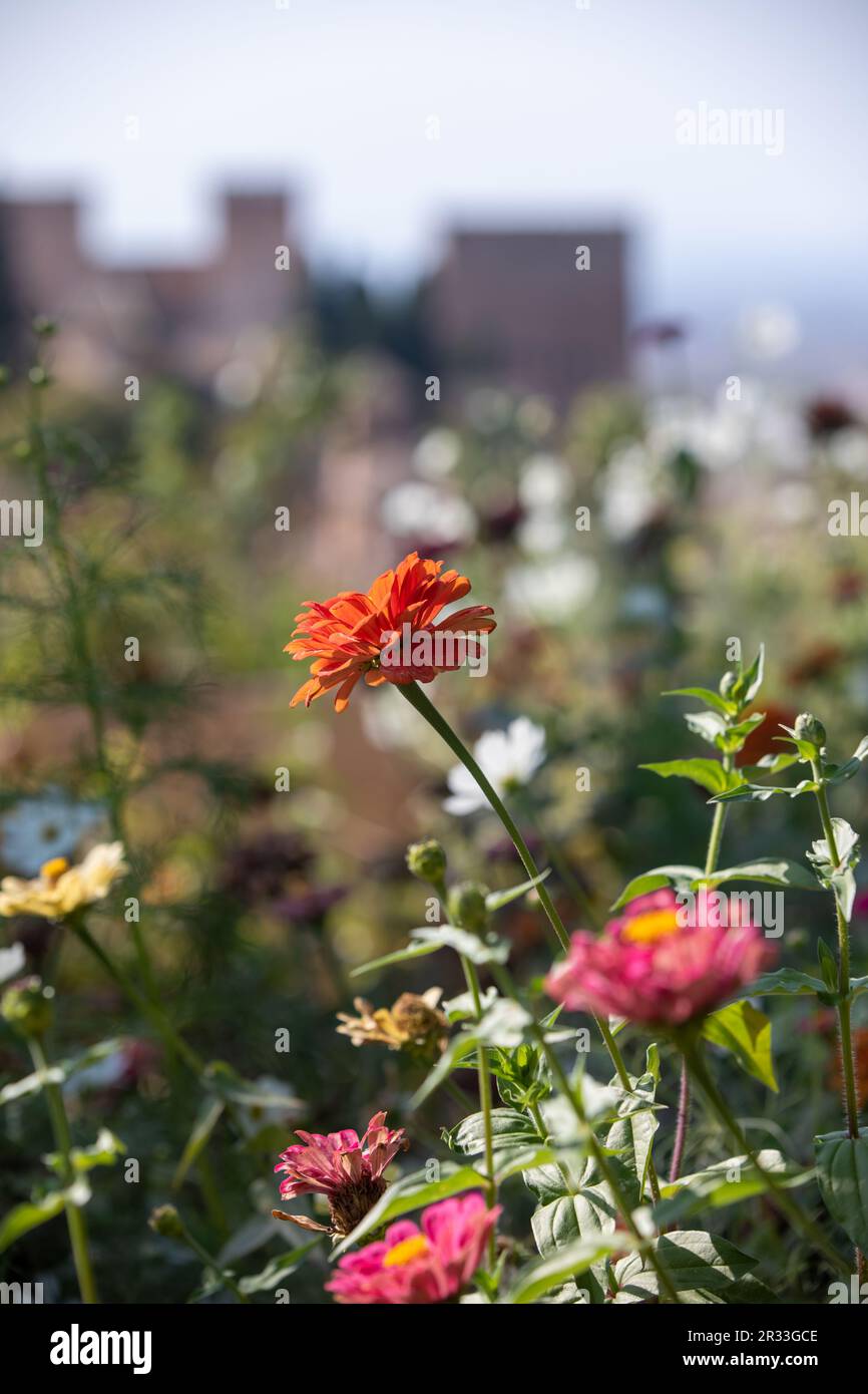 Generic vegetation with green leaves and colourful flowers in the ...