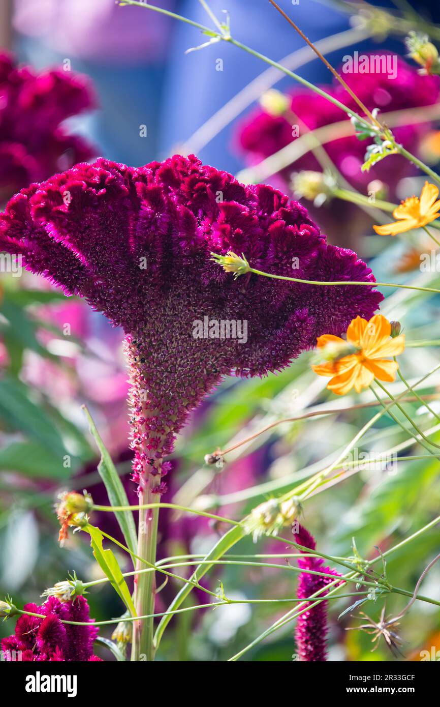 Generic vegetation with green leaves and colourful flowers in the ...