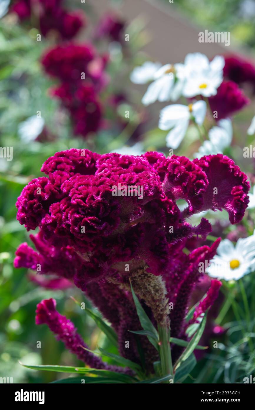 Generic vegetation with green leaves and colourful flowers in the ...