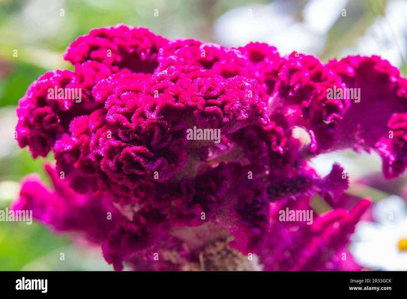 Generic vegetation with green leaves and colourful flowers in the ...
