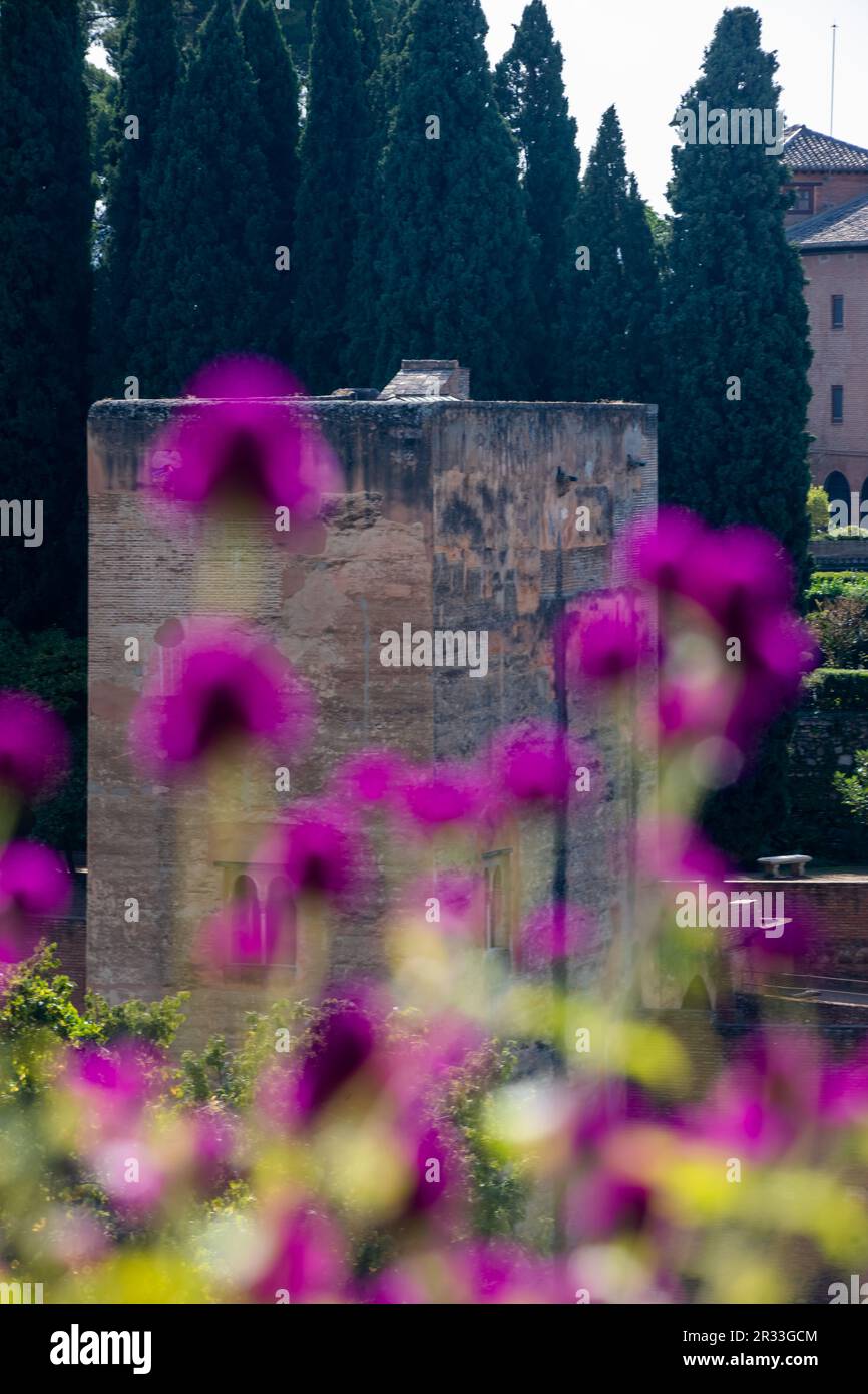 Generic vegetation with green leaves and colourful flowers in the ...