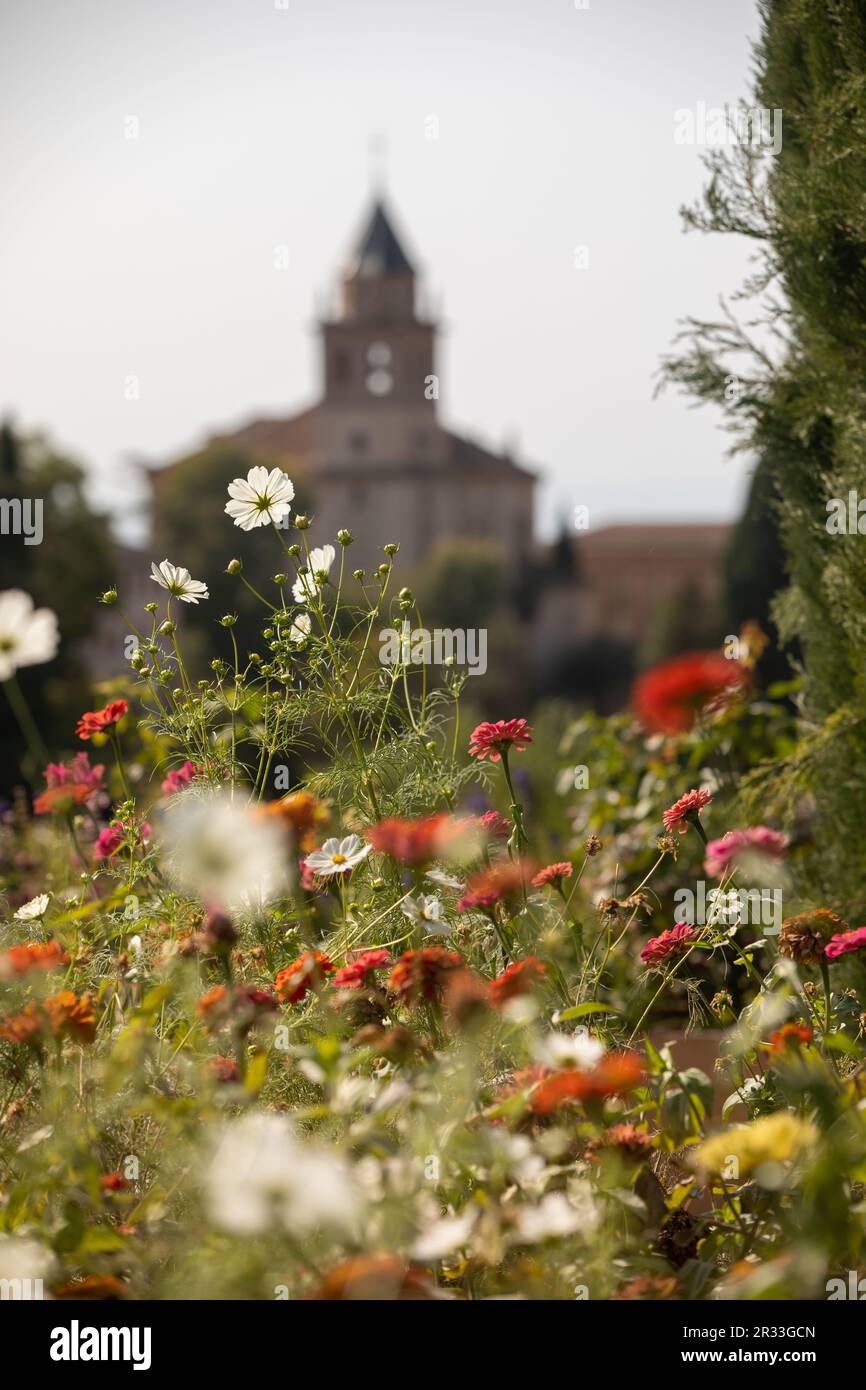 Generic vegetation with green leaves and colourful flowers in the ...