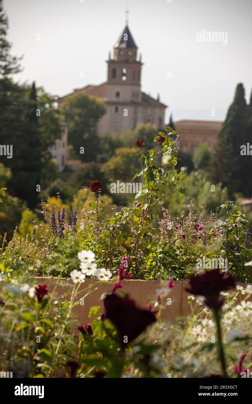 Generic vegetation with green leaves and colourful flowers in the ...