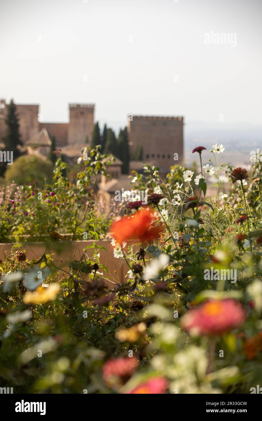 Generic vegetation with green leaves and colourful flowers in the ...