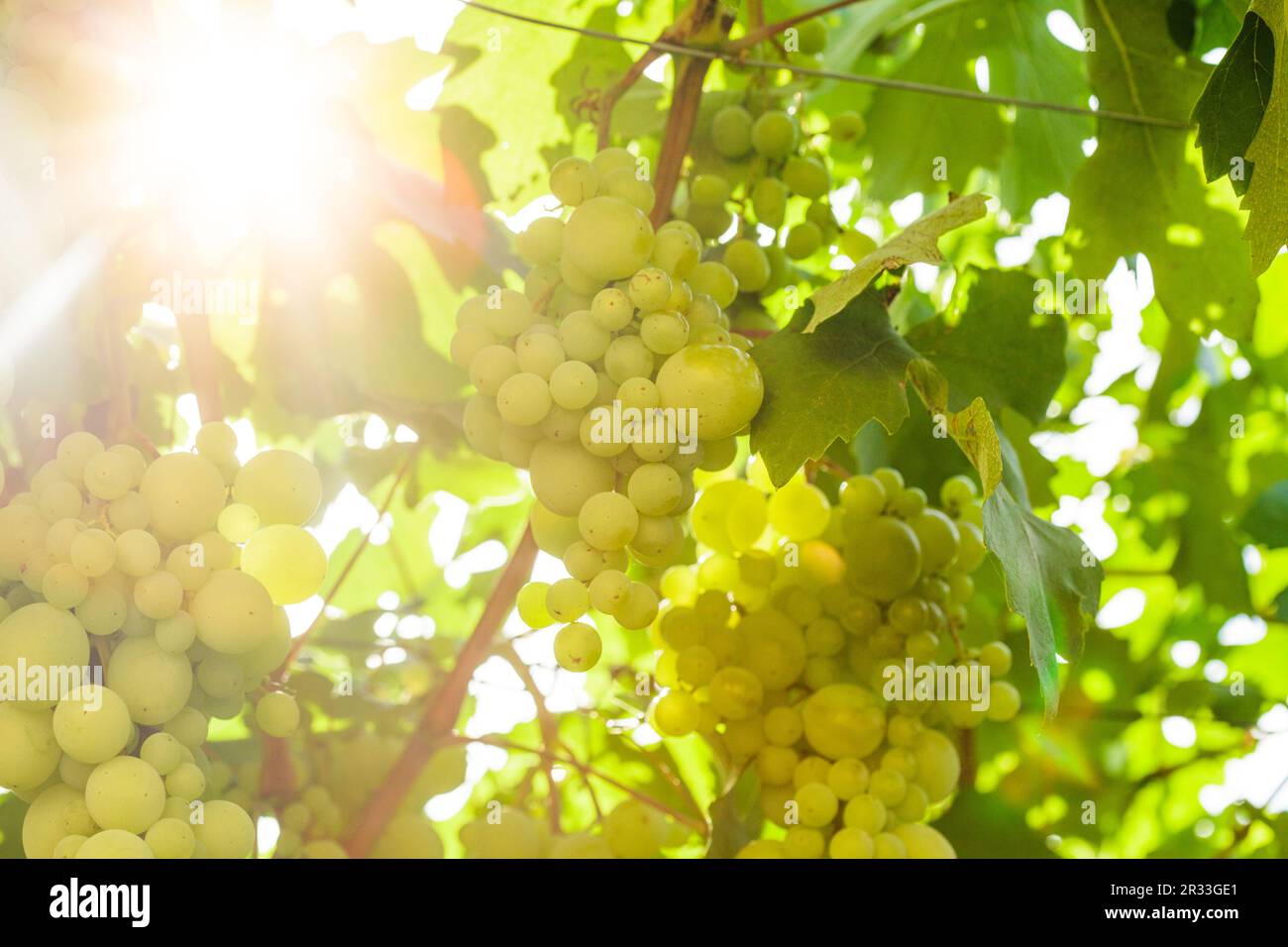 Harvesting grapevine hi-res stock photography and images - Alamy