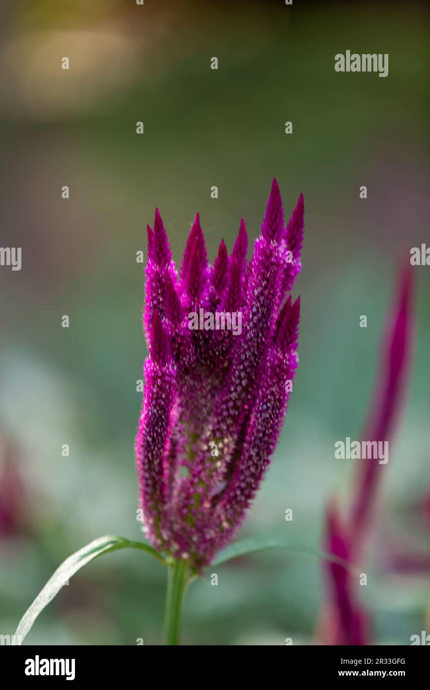 Generic vegetation with green leaves and colourful flowers in the ...