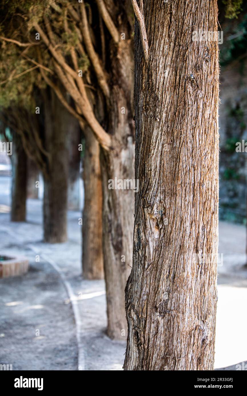 Generic vegetation with green leaves and colourful flowers in the ...