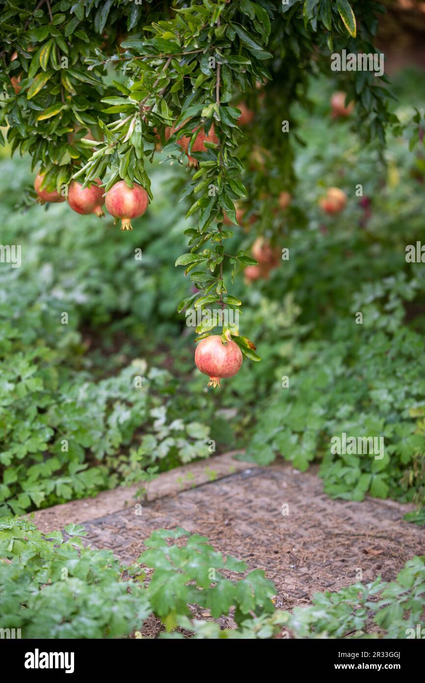 Generic vegetation with green leaves and colourful flowers in the ...