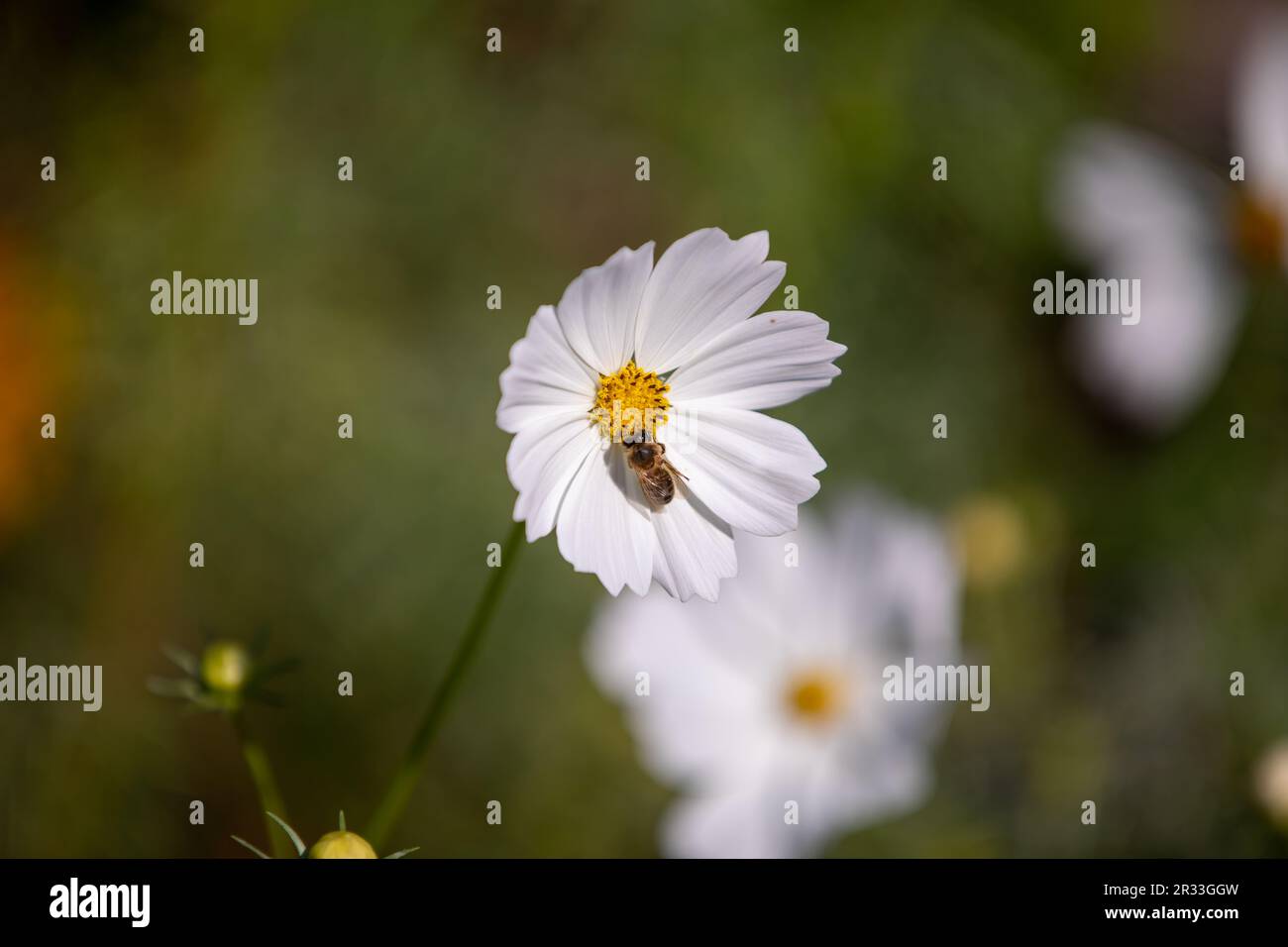 Generic vegetation with green leaves and colourful flowers in the ...