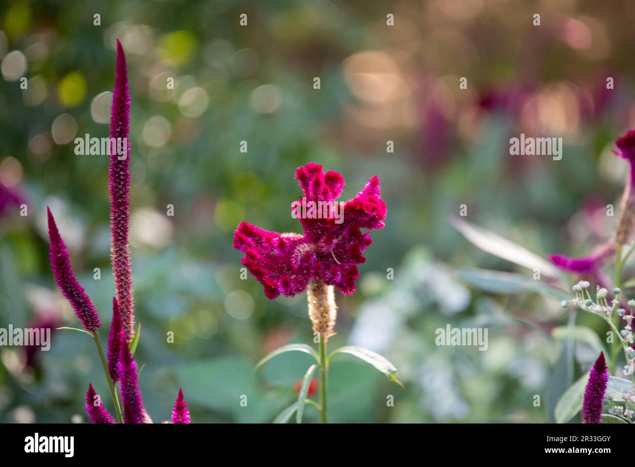 Generic vegetation with green leaves and colourful flowers in the ...