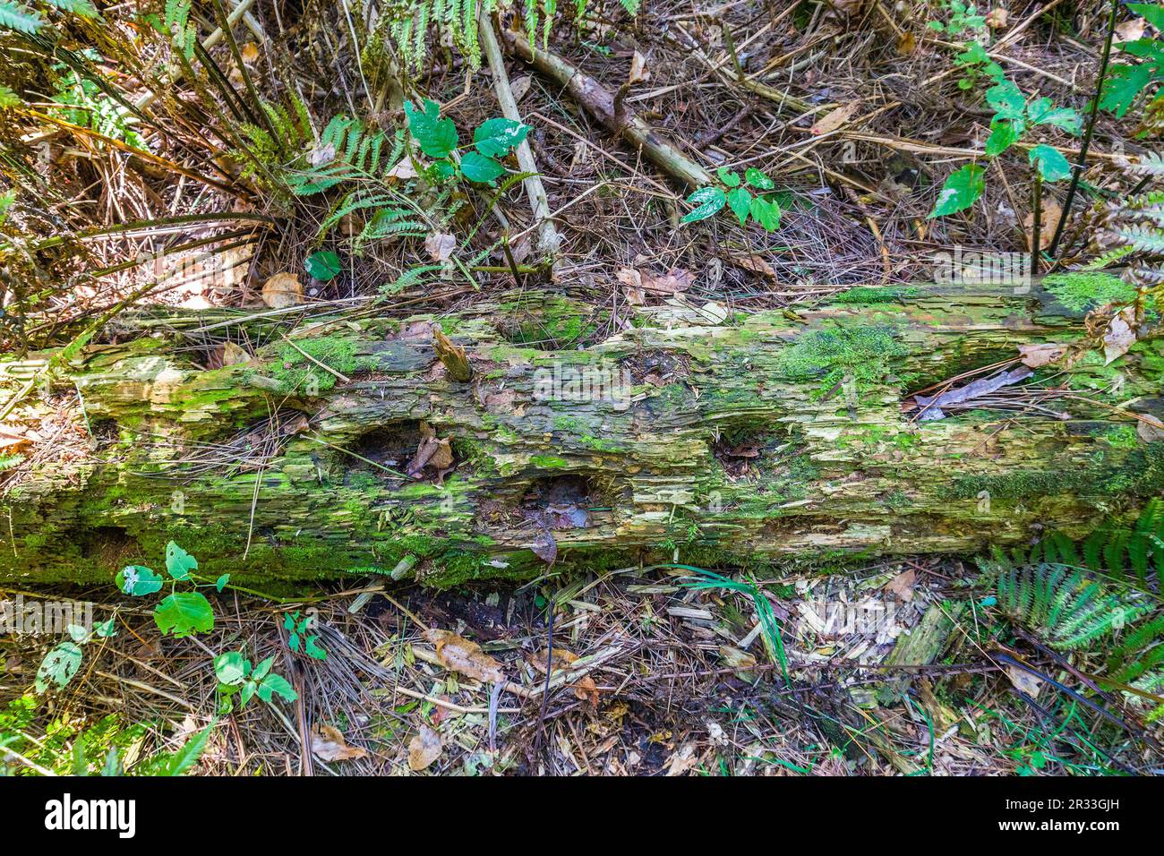 Decayed tree trunk eaten by beetles and eaten by bark beetles Stock ...