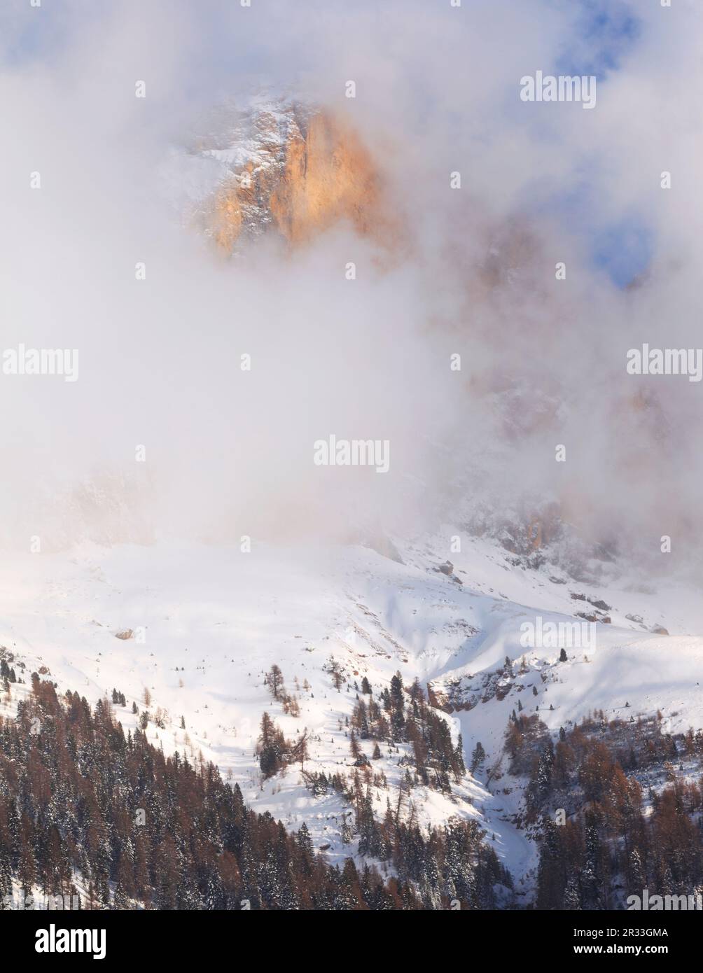 Wisps of fog dissolve in the rose garden Stock Photo - Alamy