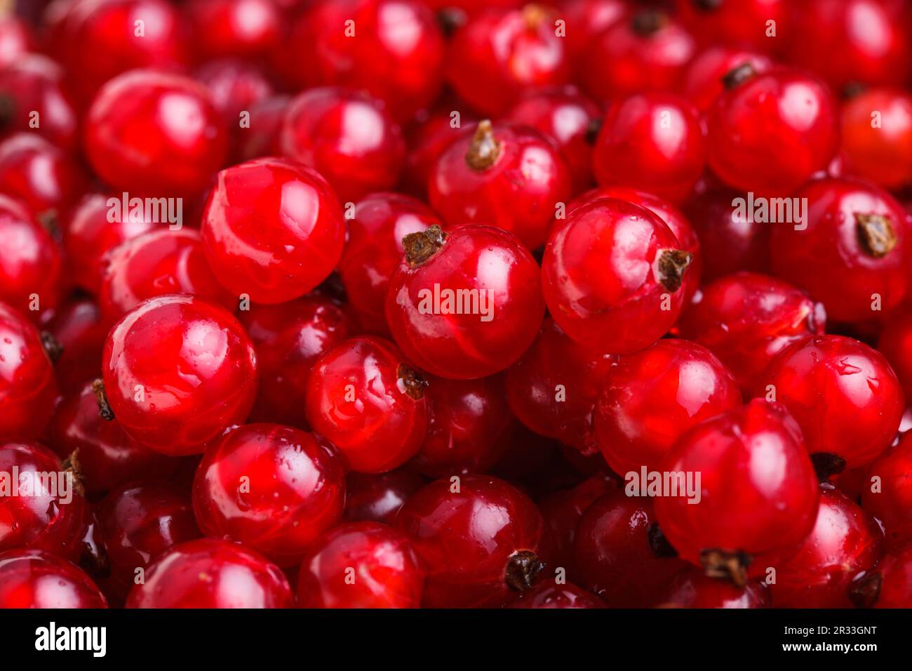 Red wet currant hi-res stock photography and images - Alamy