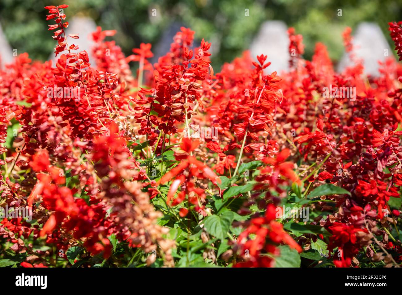 Generic vegetation with green leaves and colourful flowers in the ...
