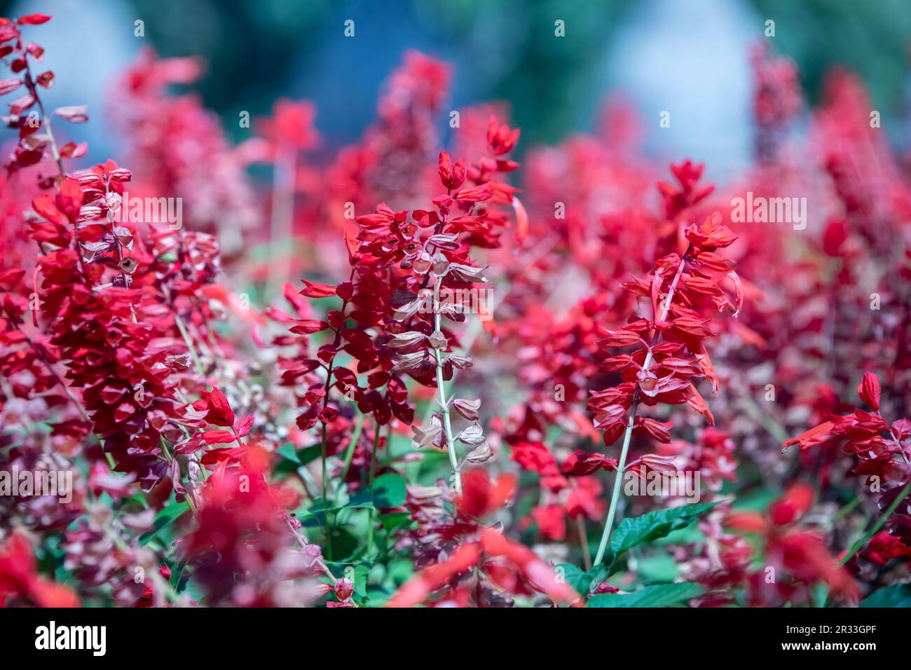 Generic vegetation with green leaves and colourful flowers in the ...