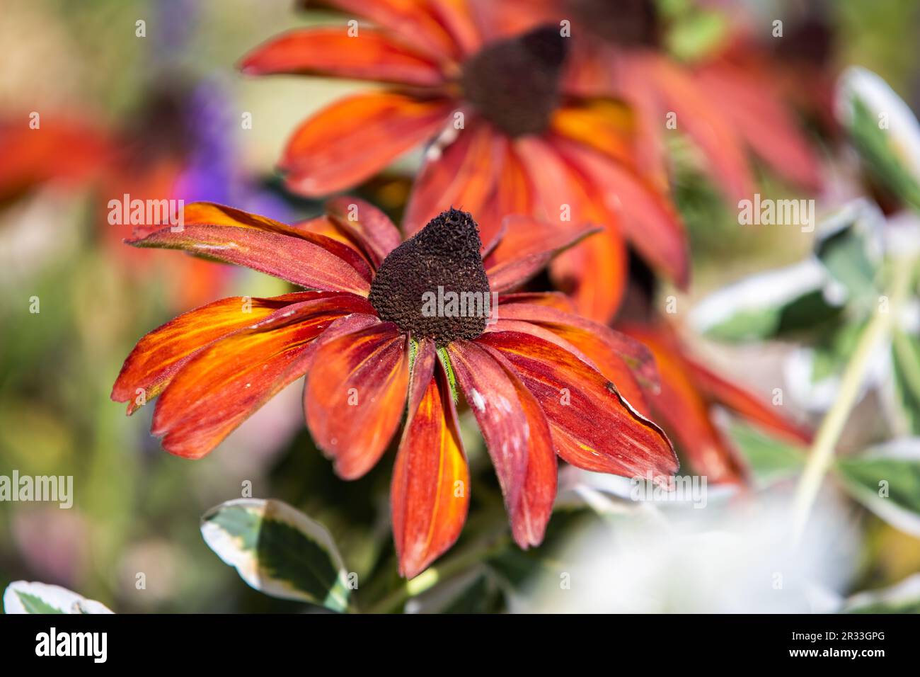 Generic vegetation with green leaves and colourful flowers in the ...