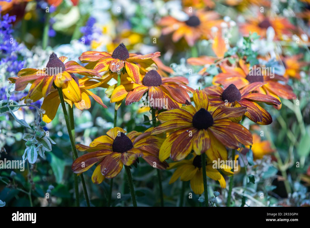 Generic vegetation with green leaves and colourful flowers in the ...