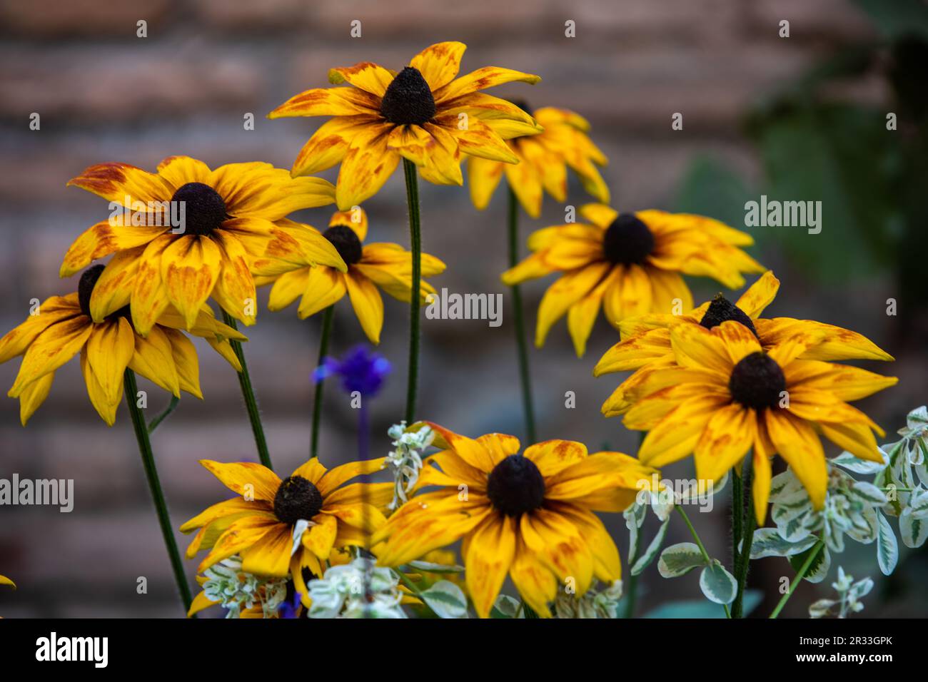 Generic vegetation with green leaves and colourful flowers in the ...