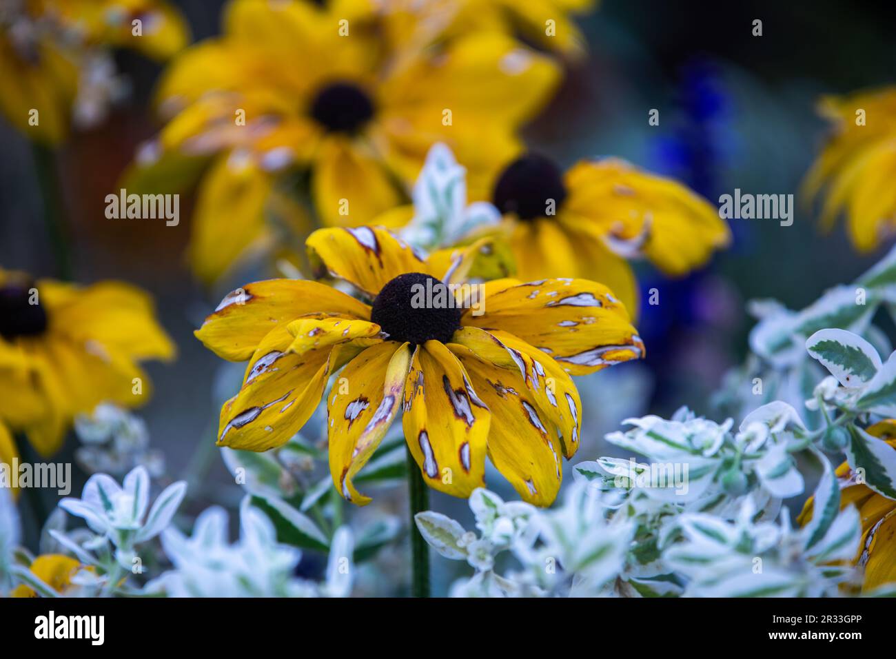 Generic vegetation with green leaves and colourful flowers in the ...