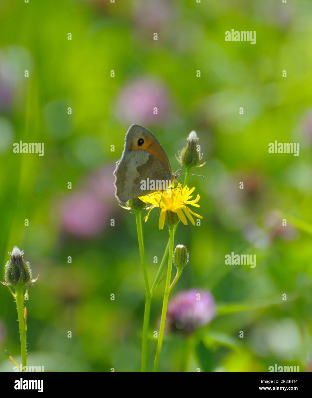 Corymbium hawkweed (Hieracium umbellatum Stock Photo - Alamy