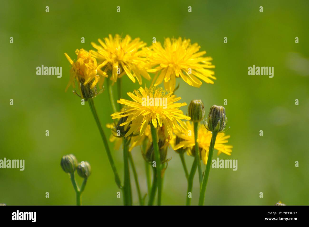 Corymbium hi-res stock photography and images - Alamy