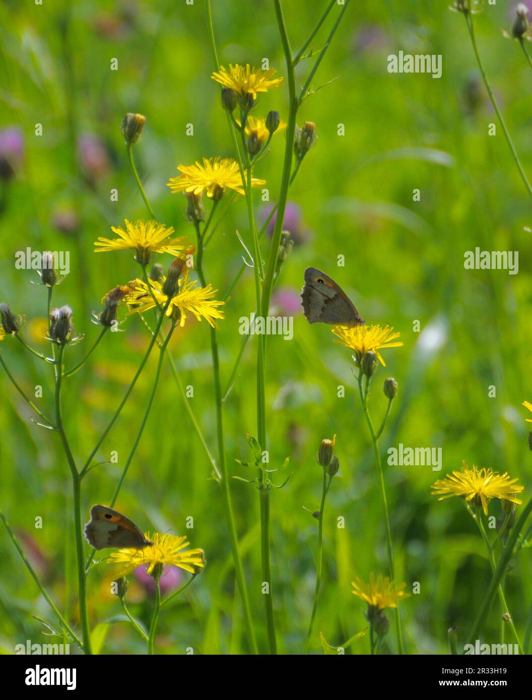 Corymbium hi-res stock photography and images - Alamy