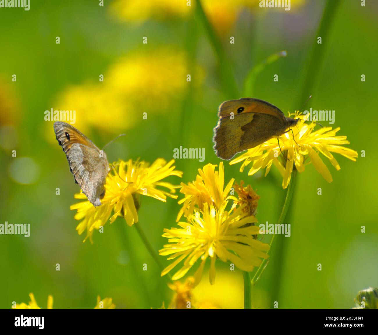 Corymbium hawkweed (Hieracium umbellatum Stock Photo - Alamy