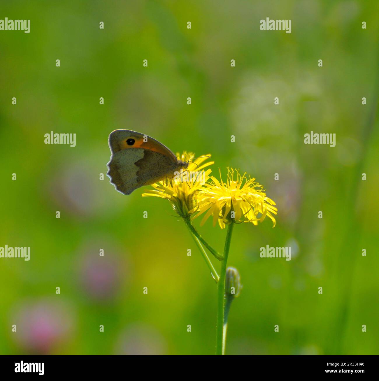 Corymbium hawkweed (Hieracium umbellatum Stock Photo - Alamy