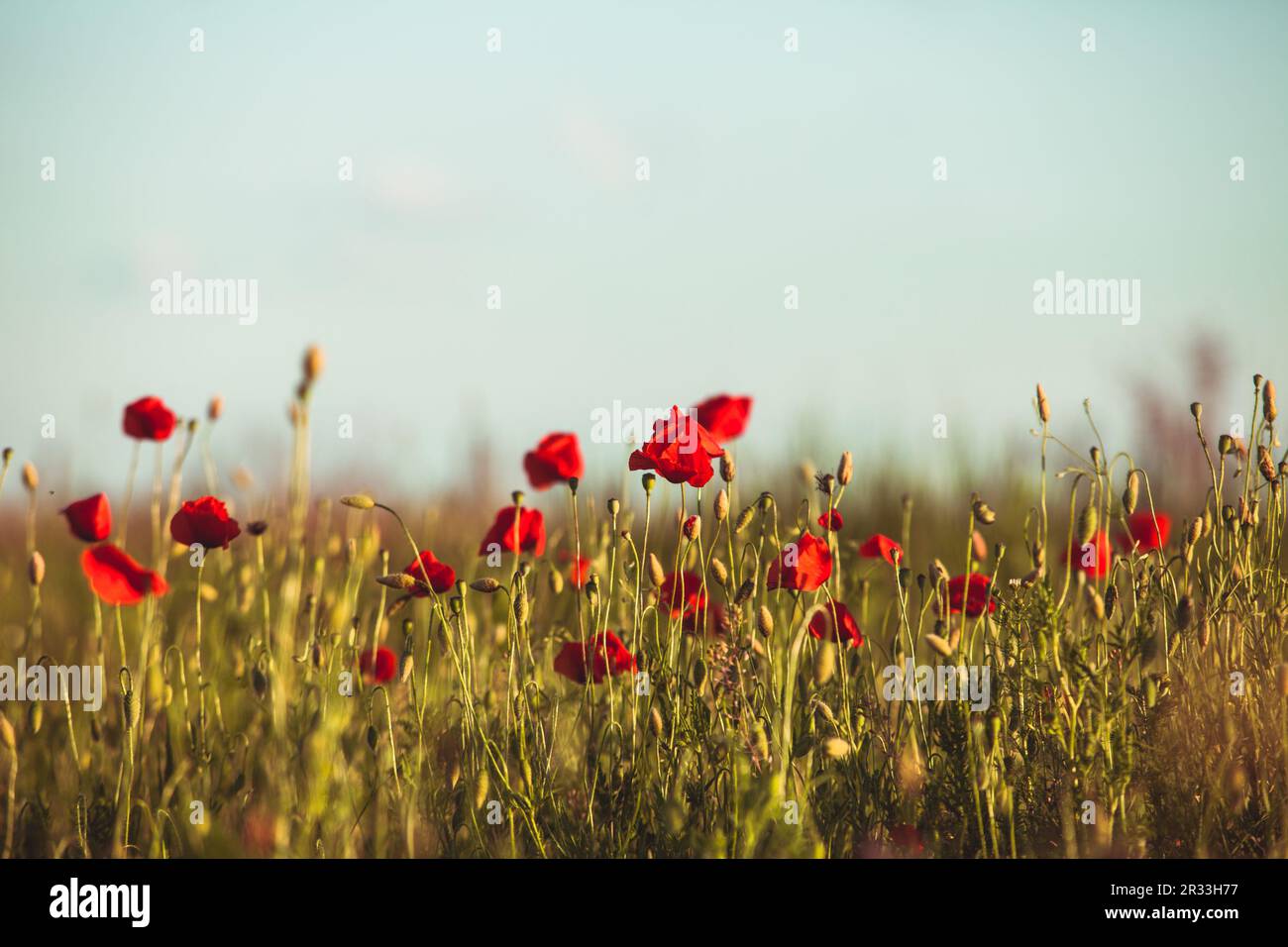 Poppies blue hi-res stock photography and images - Alamy
