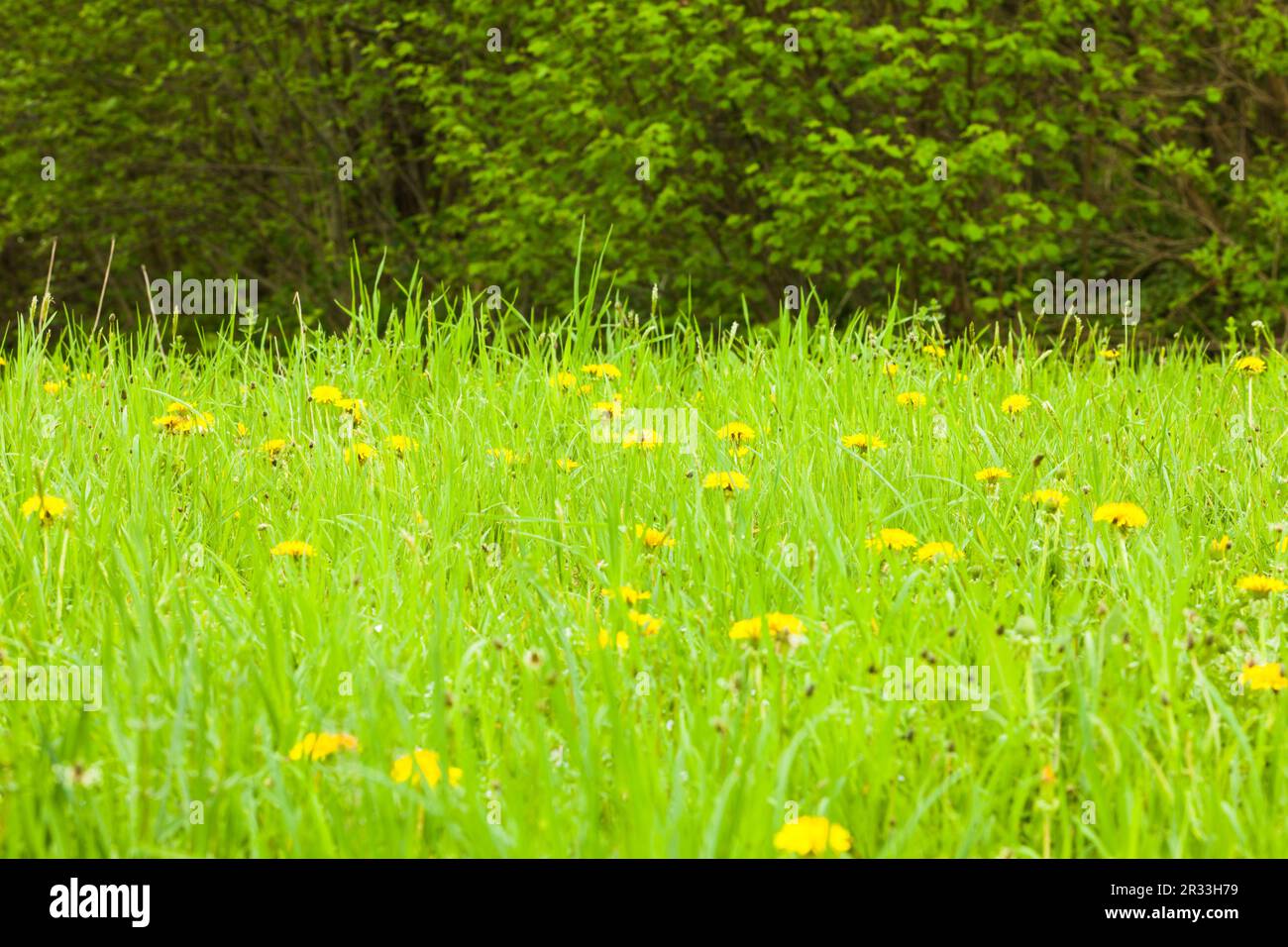Spring meadows hi-res stock photography and images - Alamy