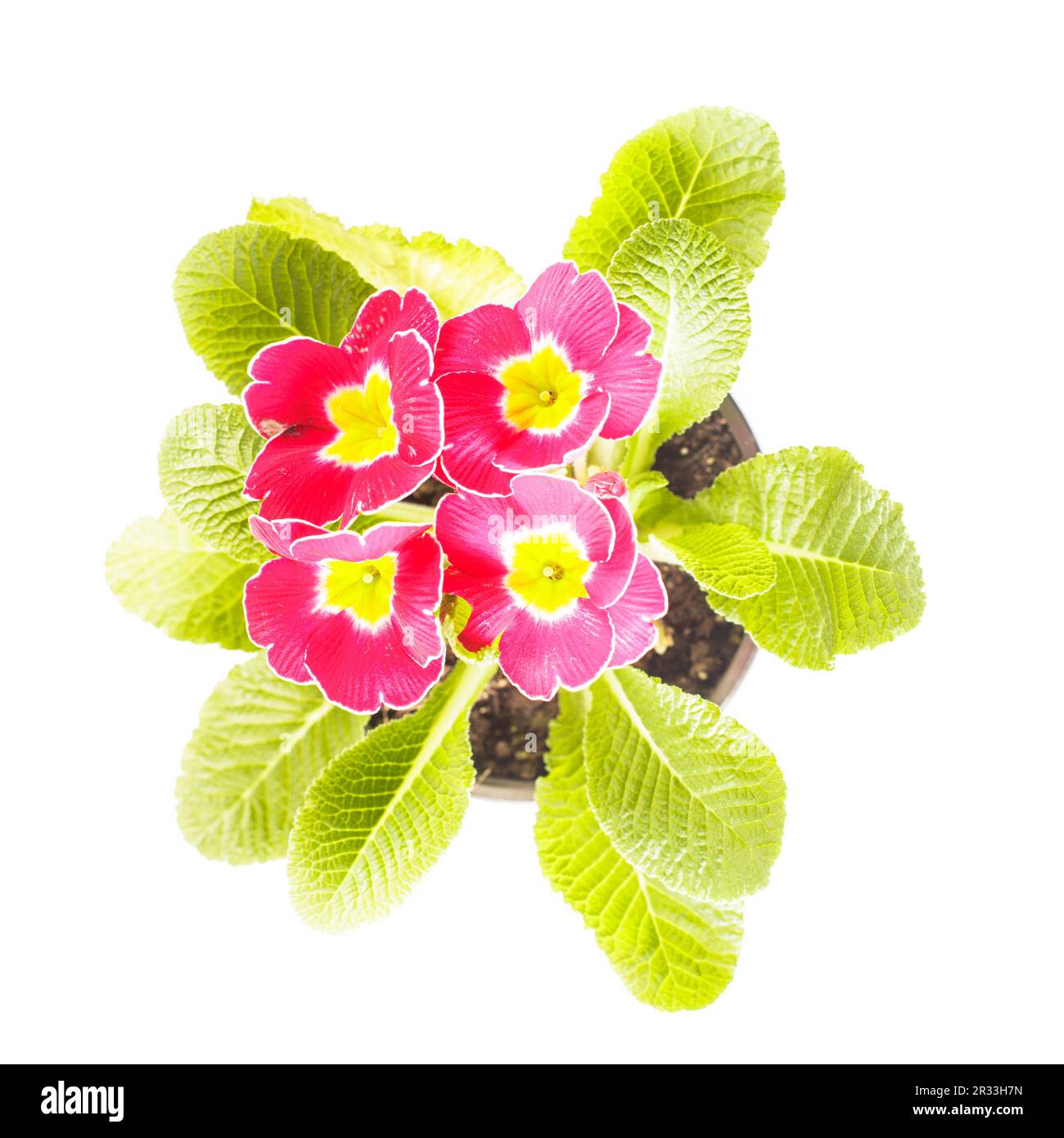 Yellow red primula hi-res stock photography and images - Alamy